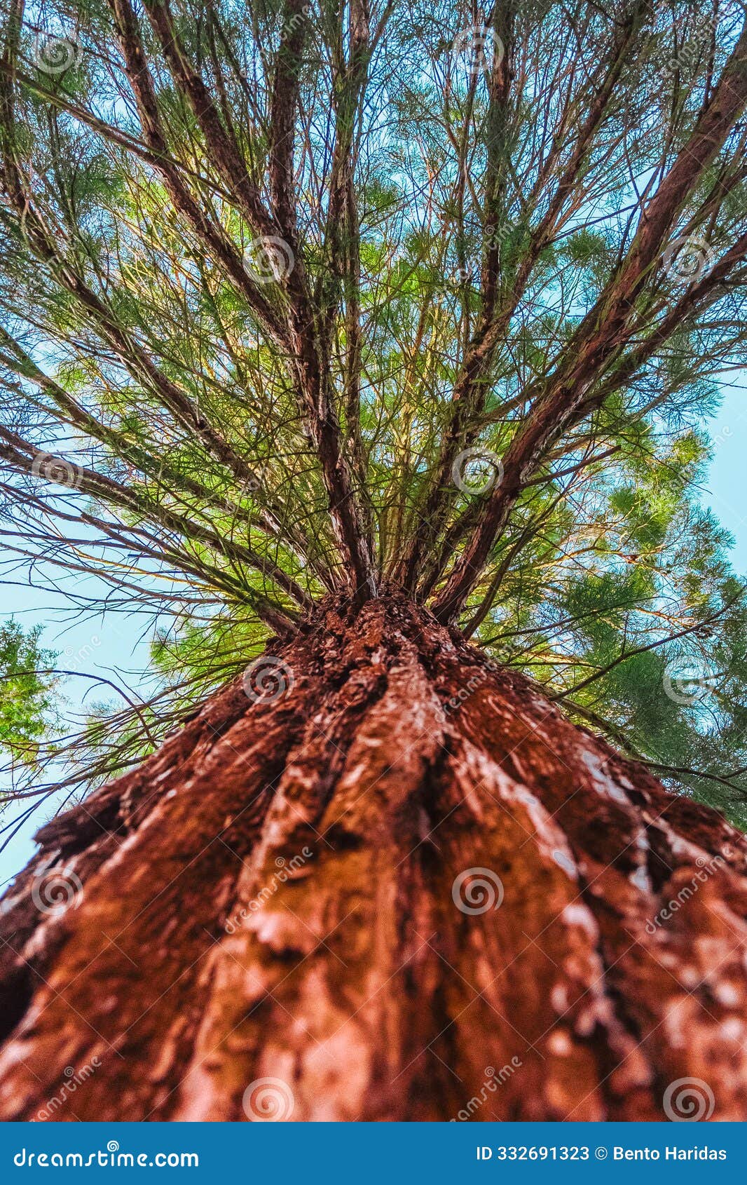 Monumental Raw Brown Tree Trunk with Rough Bark Growing UP from the ...