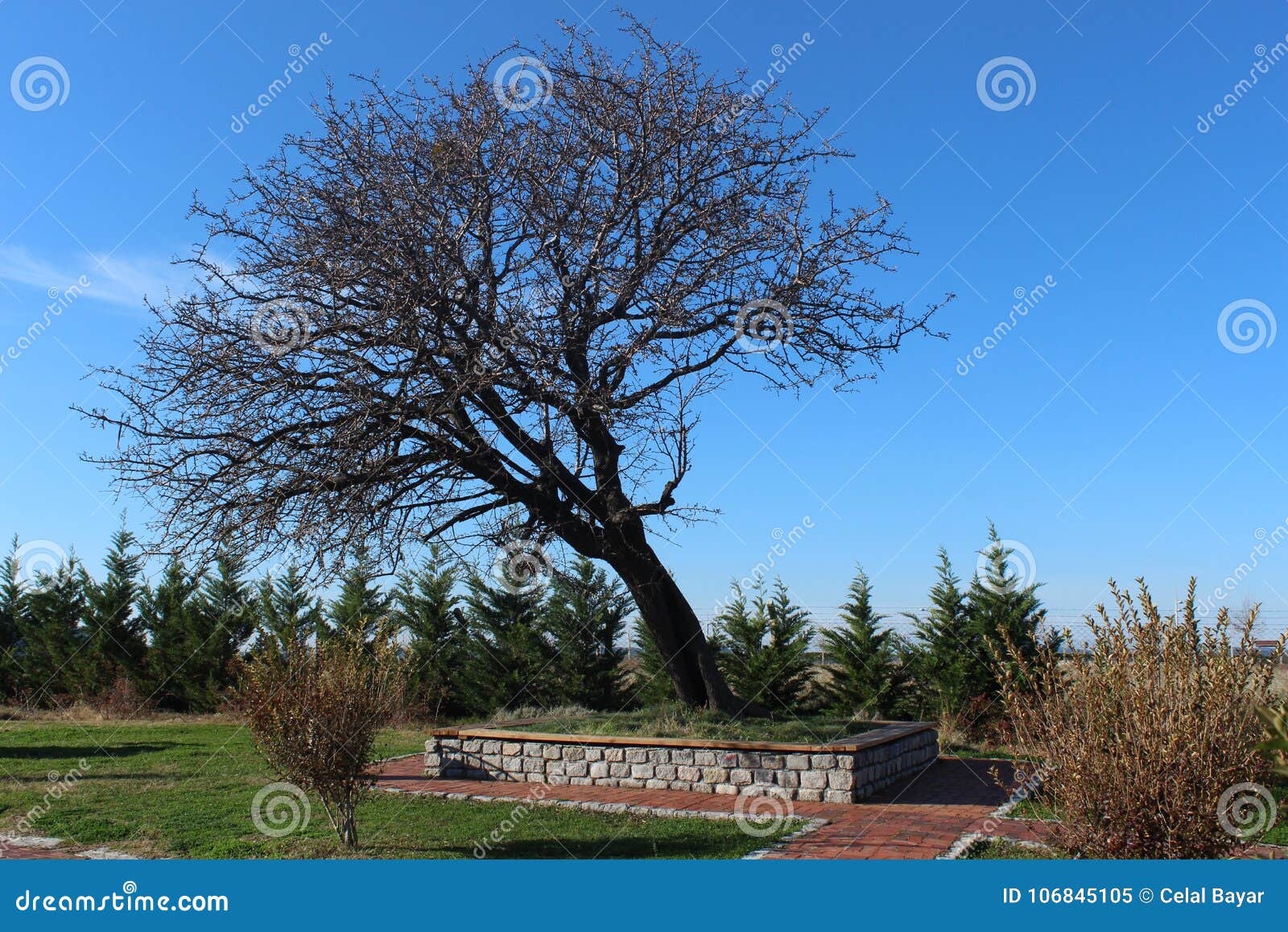 Monument tree stock image. Image of garden, building - 106845105