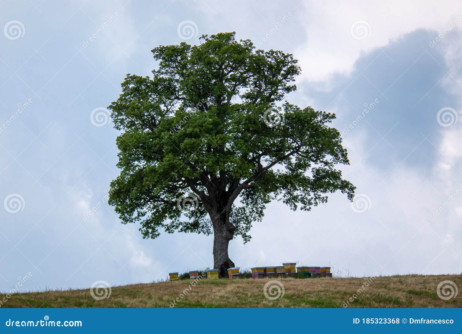 Monumental Trees and Plants Bologna Stock Photo - Image of green, italy ...