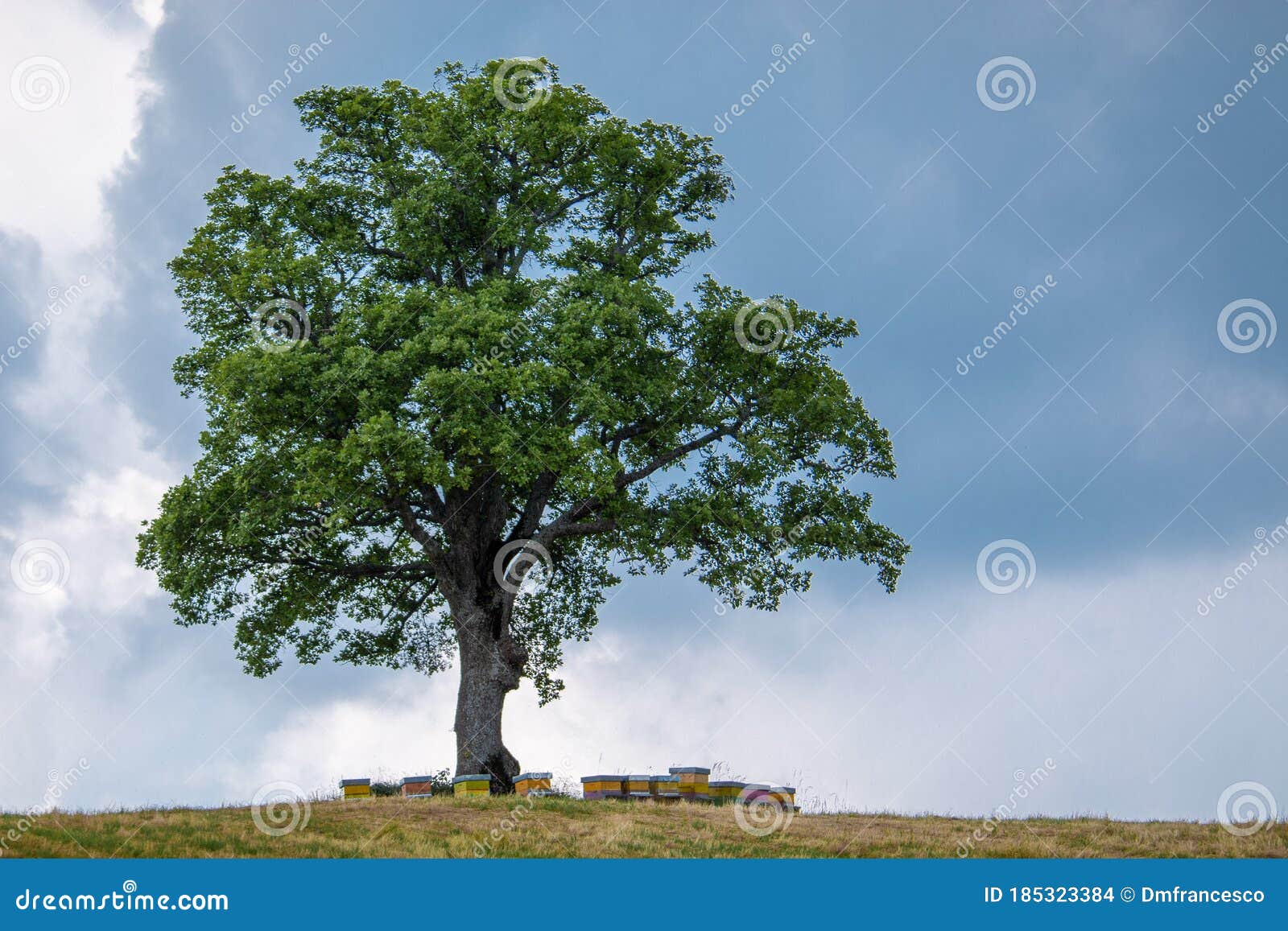 Monumental Trees and Plants Bologna Stock Photo - Image of bright ...