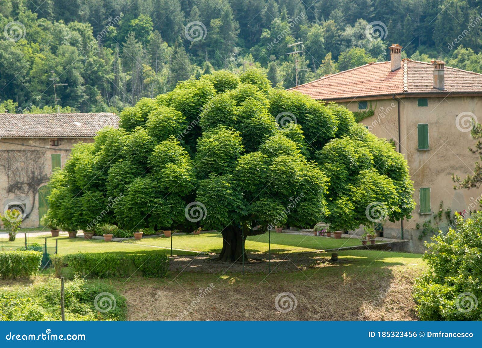 Monumental Trees and Plants Bologna Stock Photo - Image of light ...