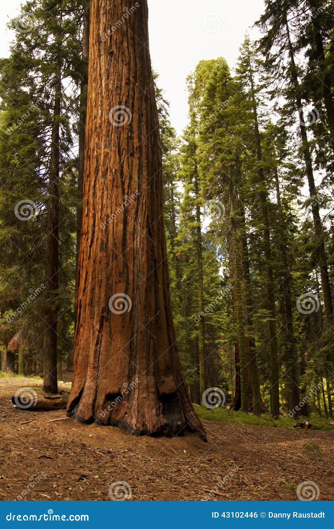 Monumento Nacional De La Secoya Gigante Foto de archivo - Imagen de ...