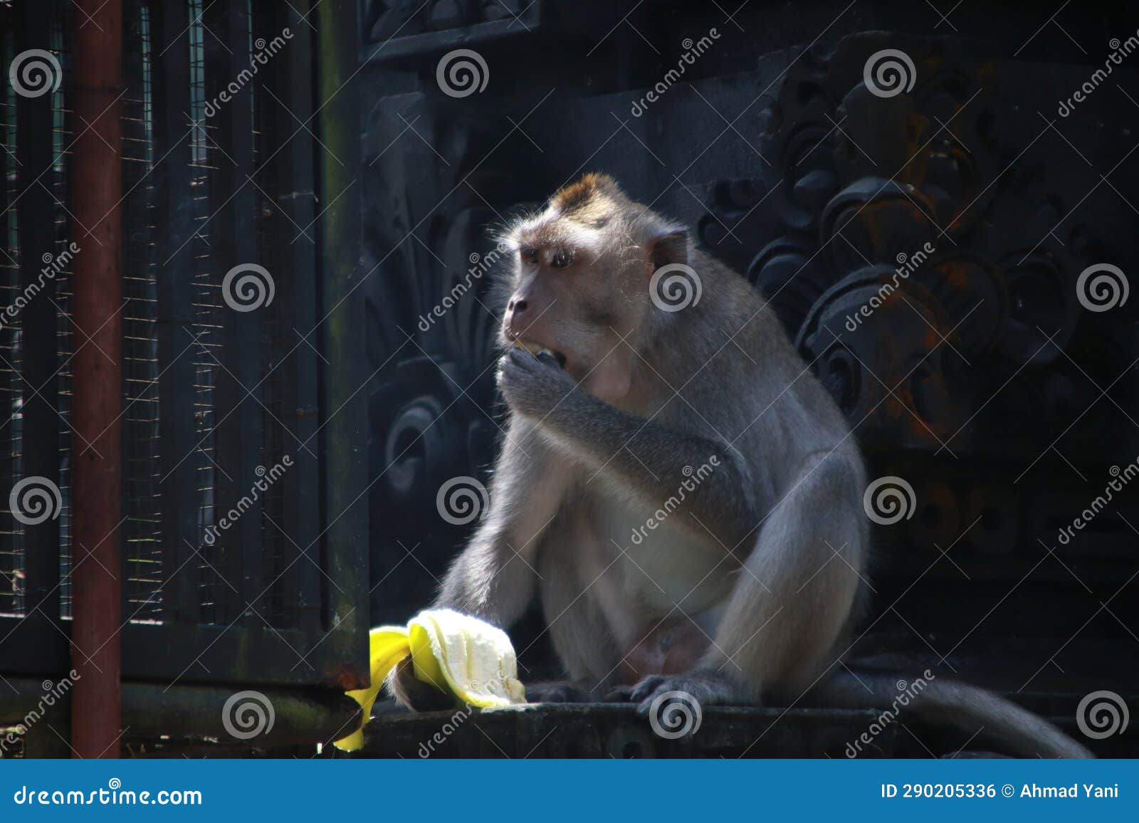 Monyet Makan Pisang Di Pura Lingsar Stock Photo - Image of monyet, pura ...