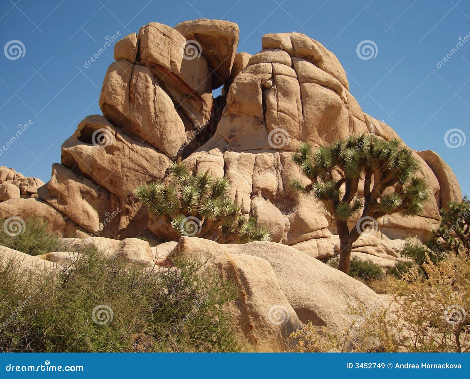 Monzonite Rocks stock image. Image of tree, american, trees - 3452749