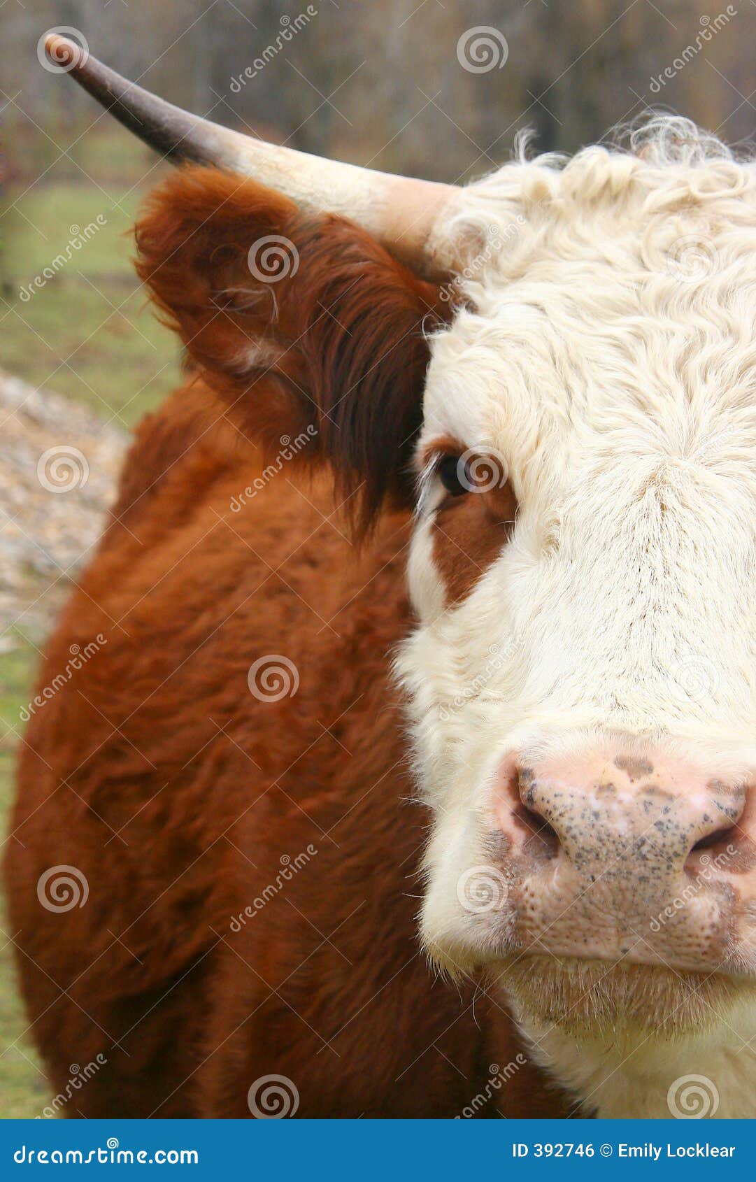 MOO stock photo. Image of look, bulls, farm, bull, cows - 392746