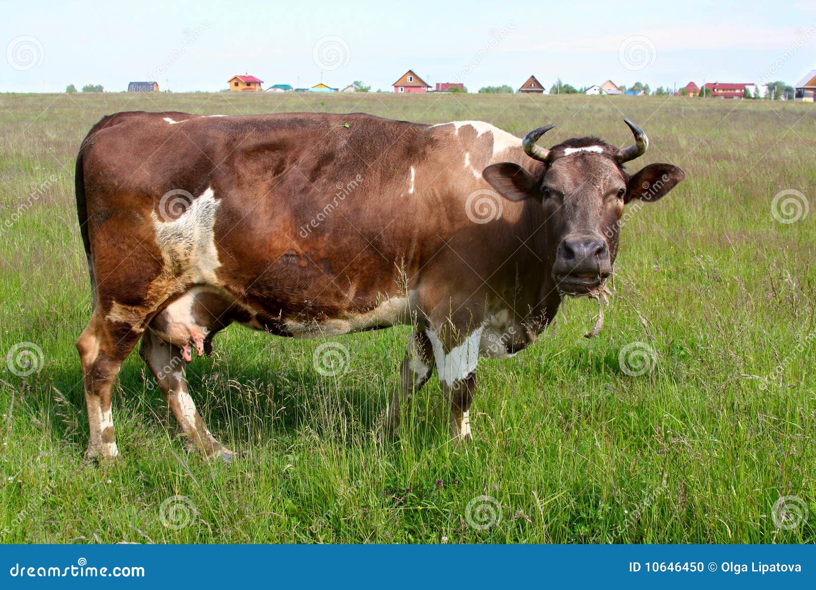 Moo cow stock photo. Image of curiosity, brown, spotted - 10646450