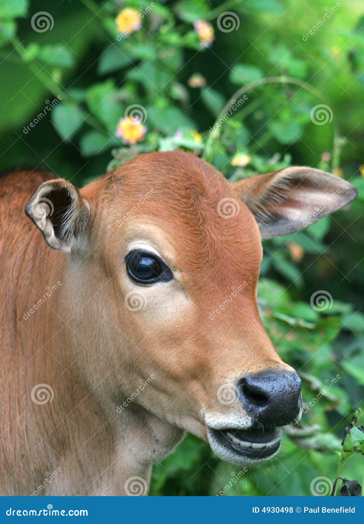 Moo Cow 2 stock photo. Image of meadows, animals, brown - 4930498