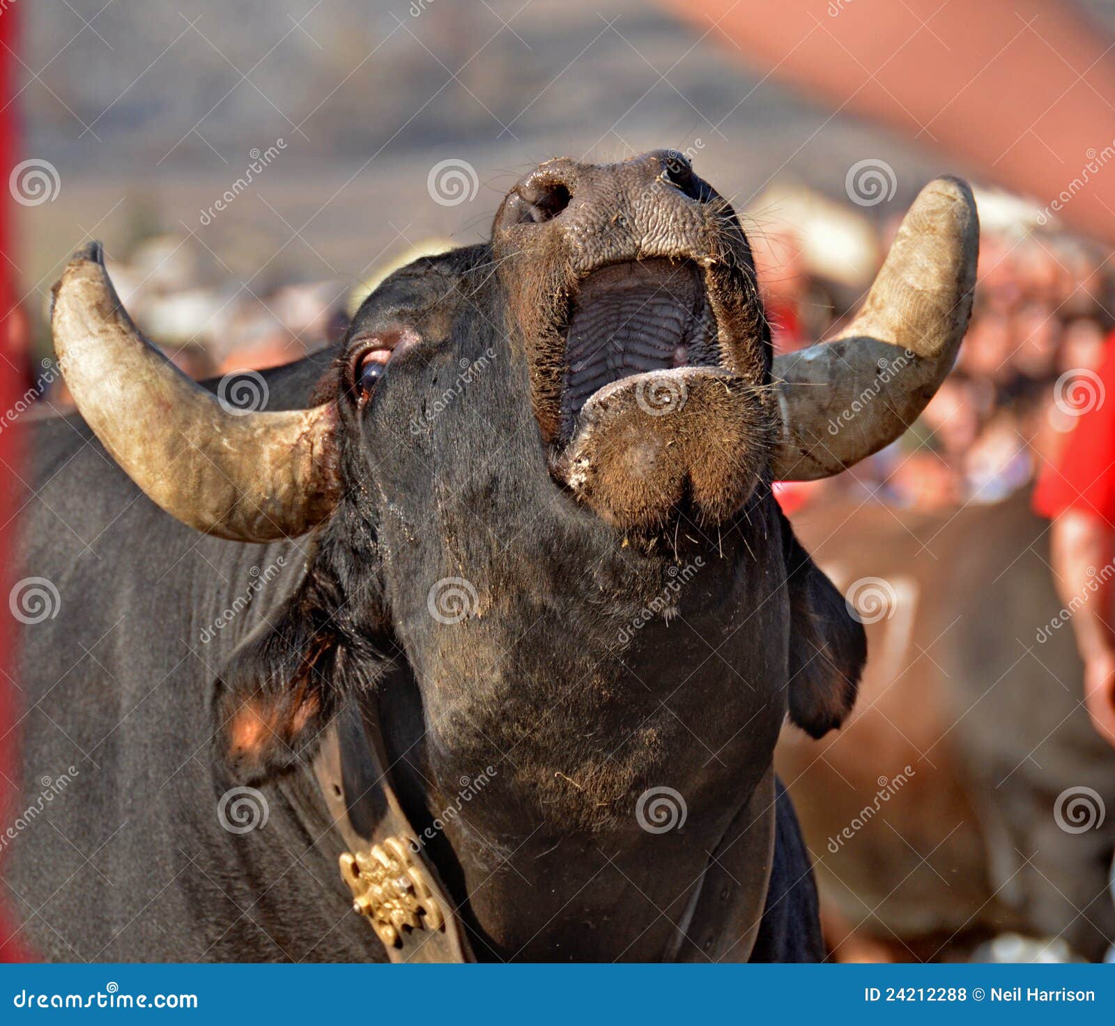 Moo Cow stock photo. Image of valais, noise, race, mooing - 24212288