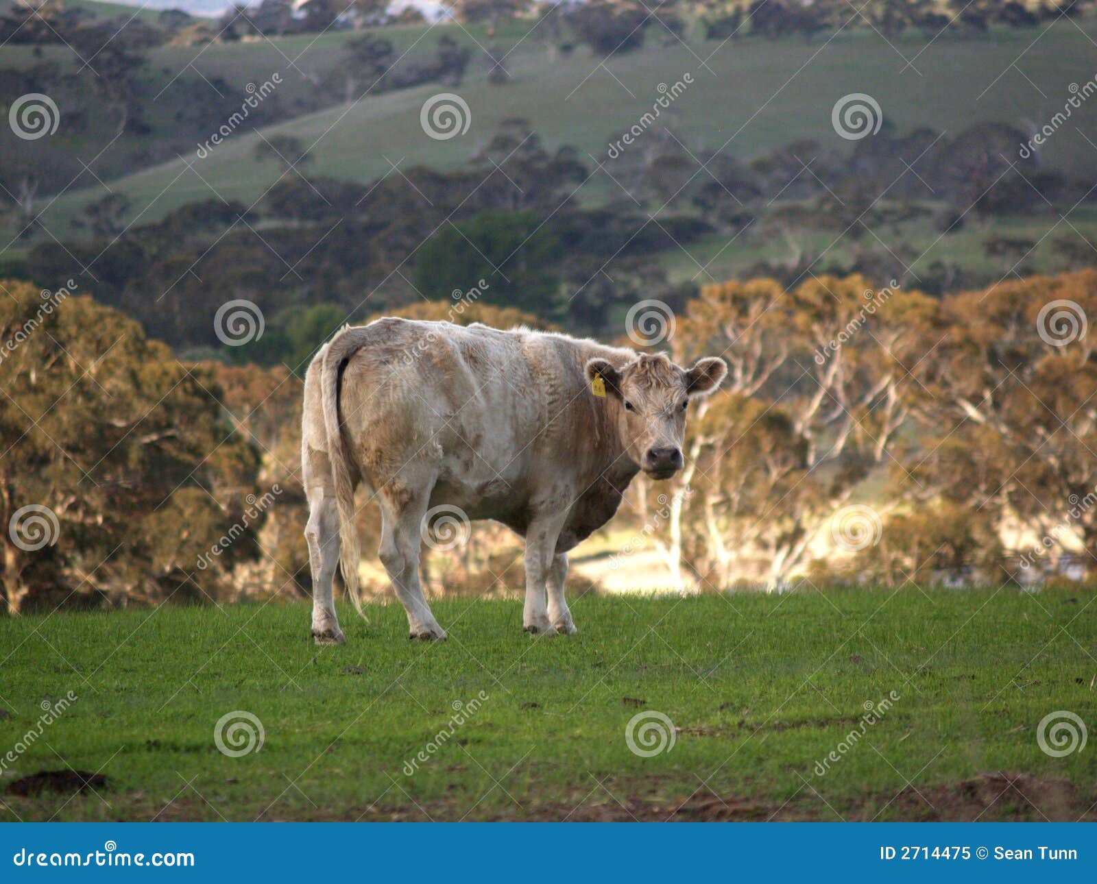 Moo cow stock image. Image of grass, paddock, hair, stare - 2714475