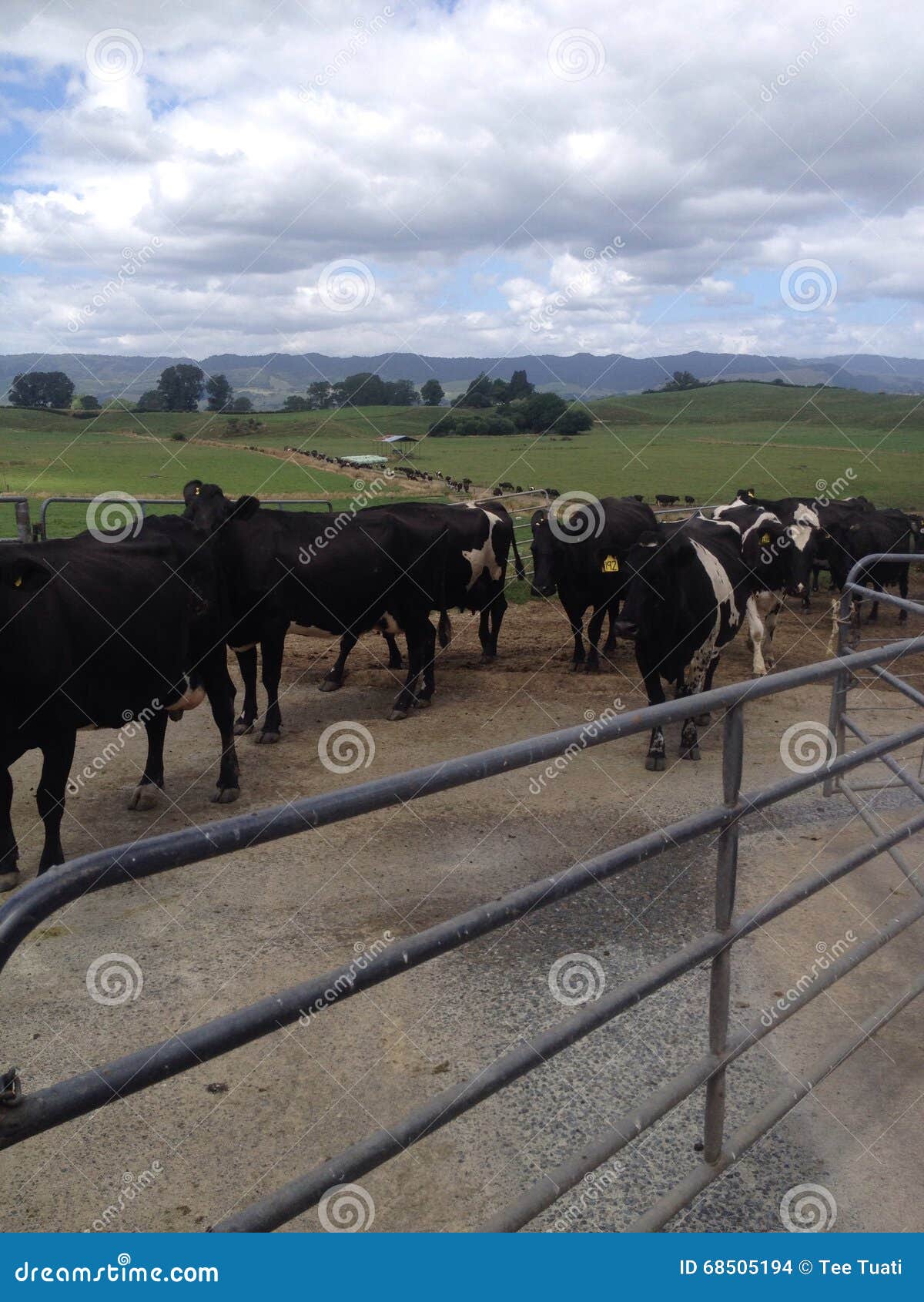 Moo stock photo. Image of waikato, farm, grass, cows - 68505194