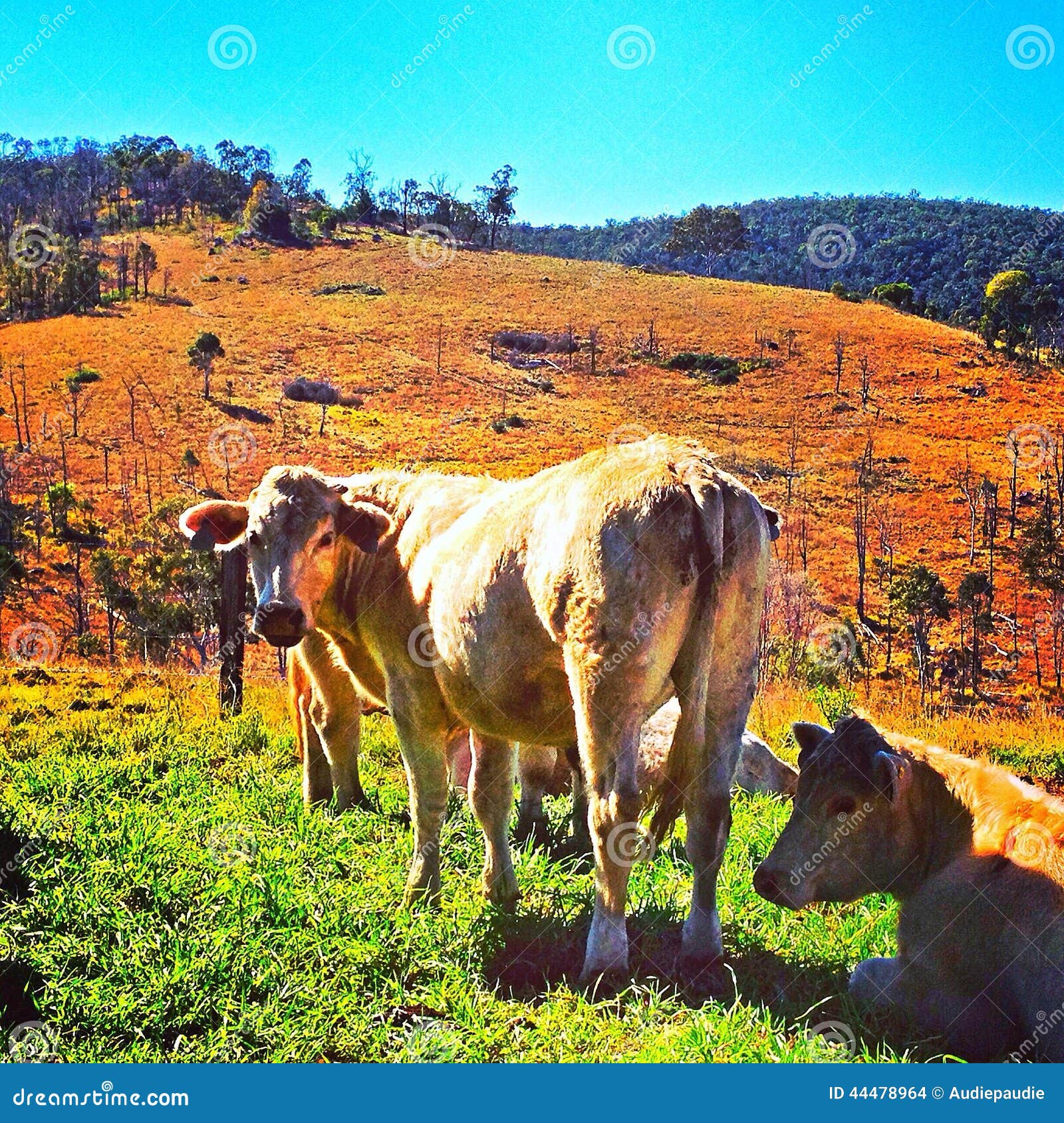 Moo cows stock photo. Image of grass, queensland, australia - 44478964