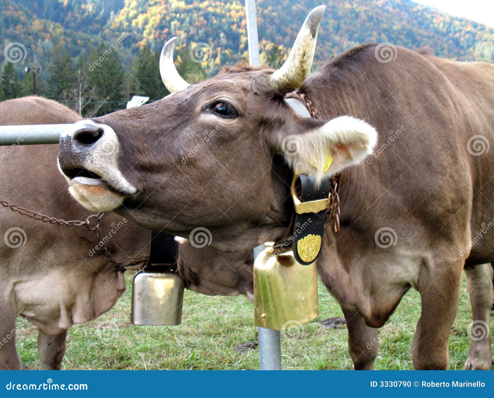 MOO De La Vaca Imagen. Imagen: 3330790