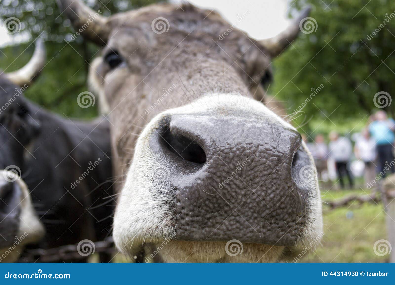 MOO de la vaca foto de archivo. Imagen de vaca, cubo - 44314930