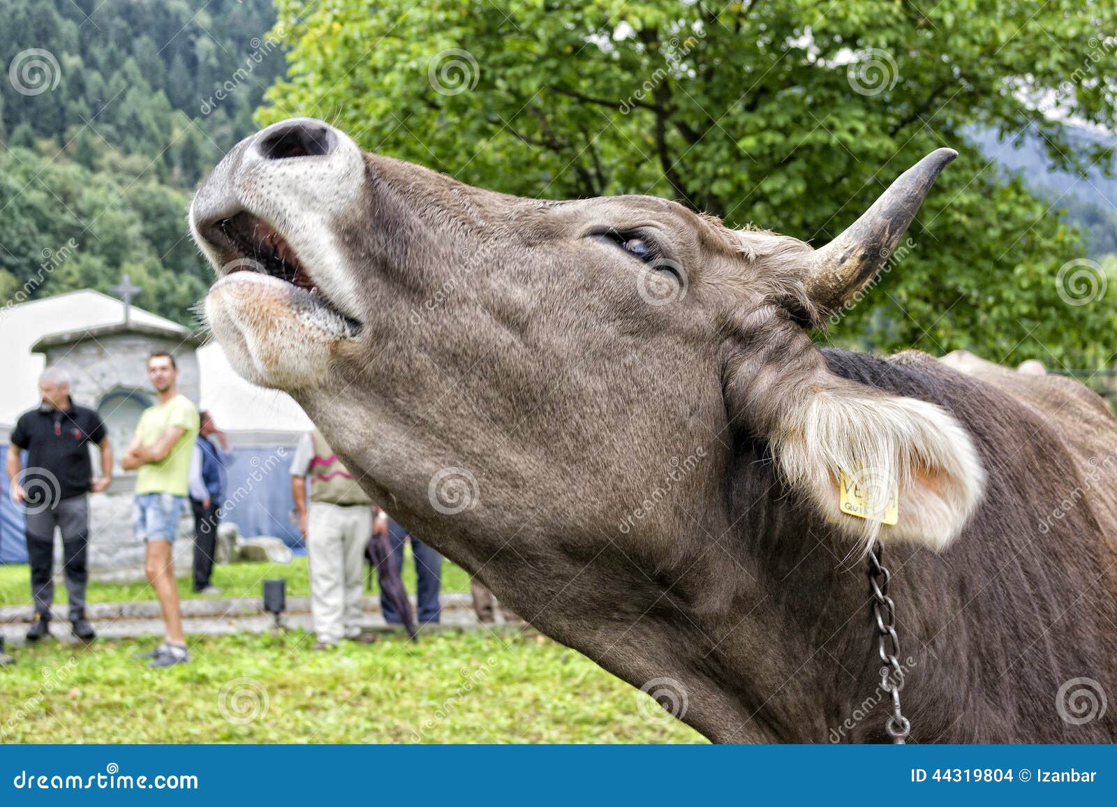 MOO de la vaca foto de archivo. Imagen de campo, mudo - 44319804