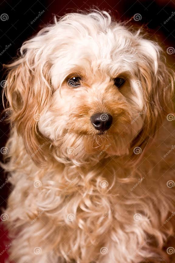 MOO do MOO foto de stock. Imagem de fiel, muco, amigo - 8977398