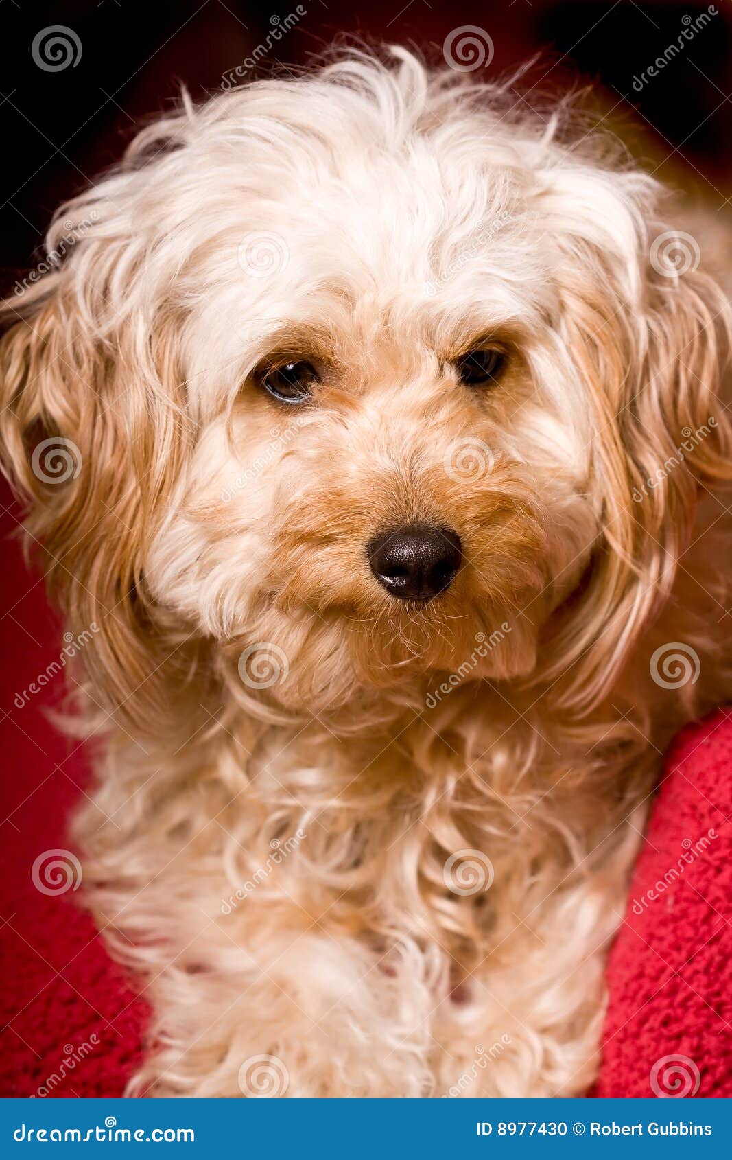 Sheltiepoo Stock Photos - Free & Royalty-Free Stock Photos from Dreamstime