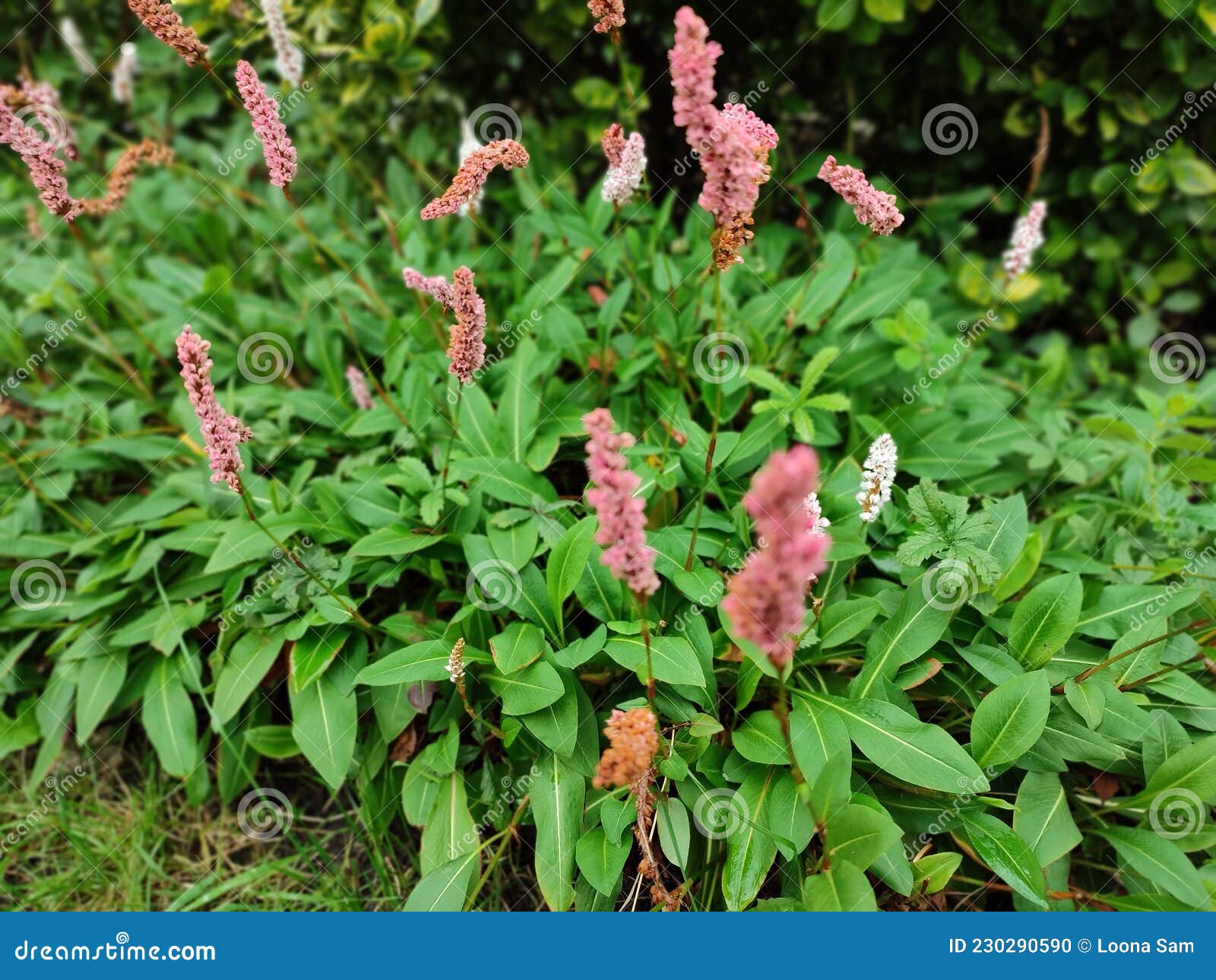 Mood Elevating Pink Funnel Flower Stock Photo - Image of flower, mood ...