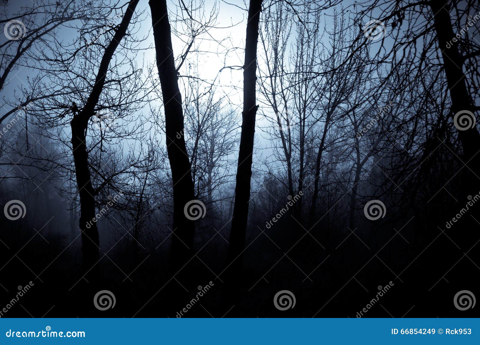 Mood Shadows in the Dark Misty Forest Stock Image - Image of shadows ...