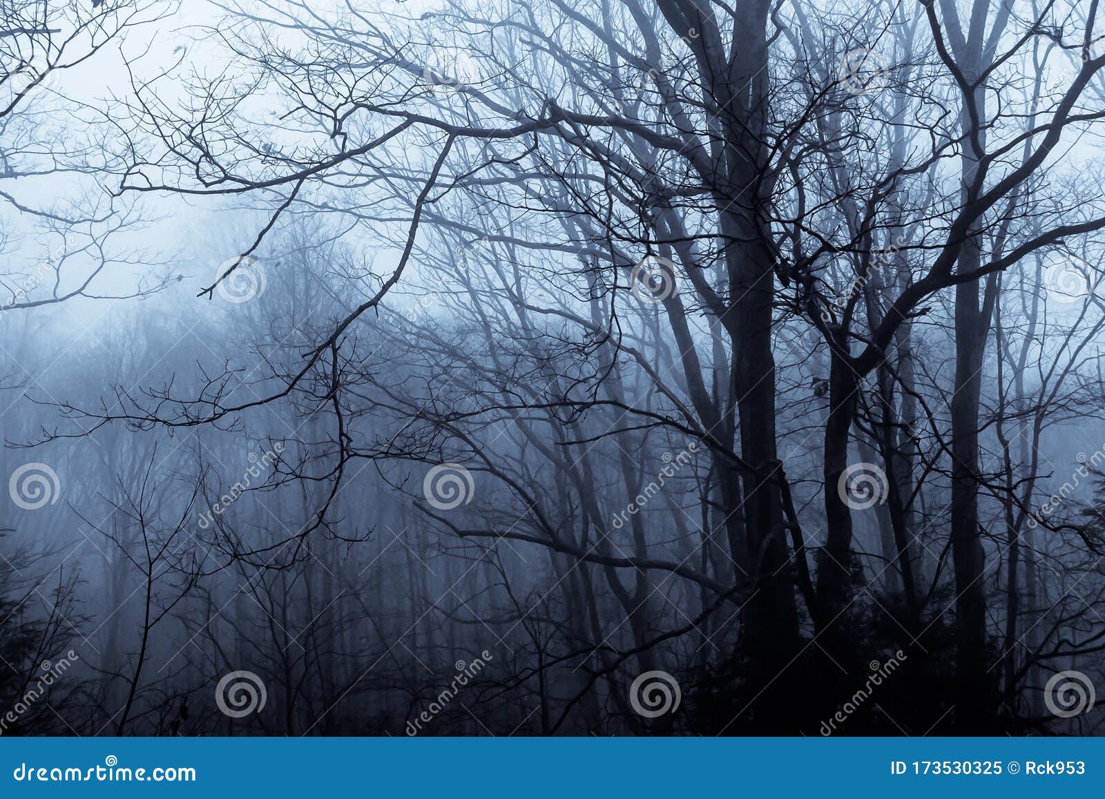 Mood Shadows of Silhouetted Trees in the Dark Misty Forest Stock Image ...