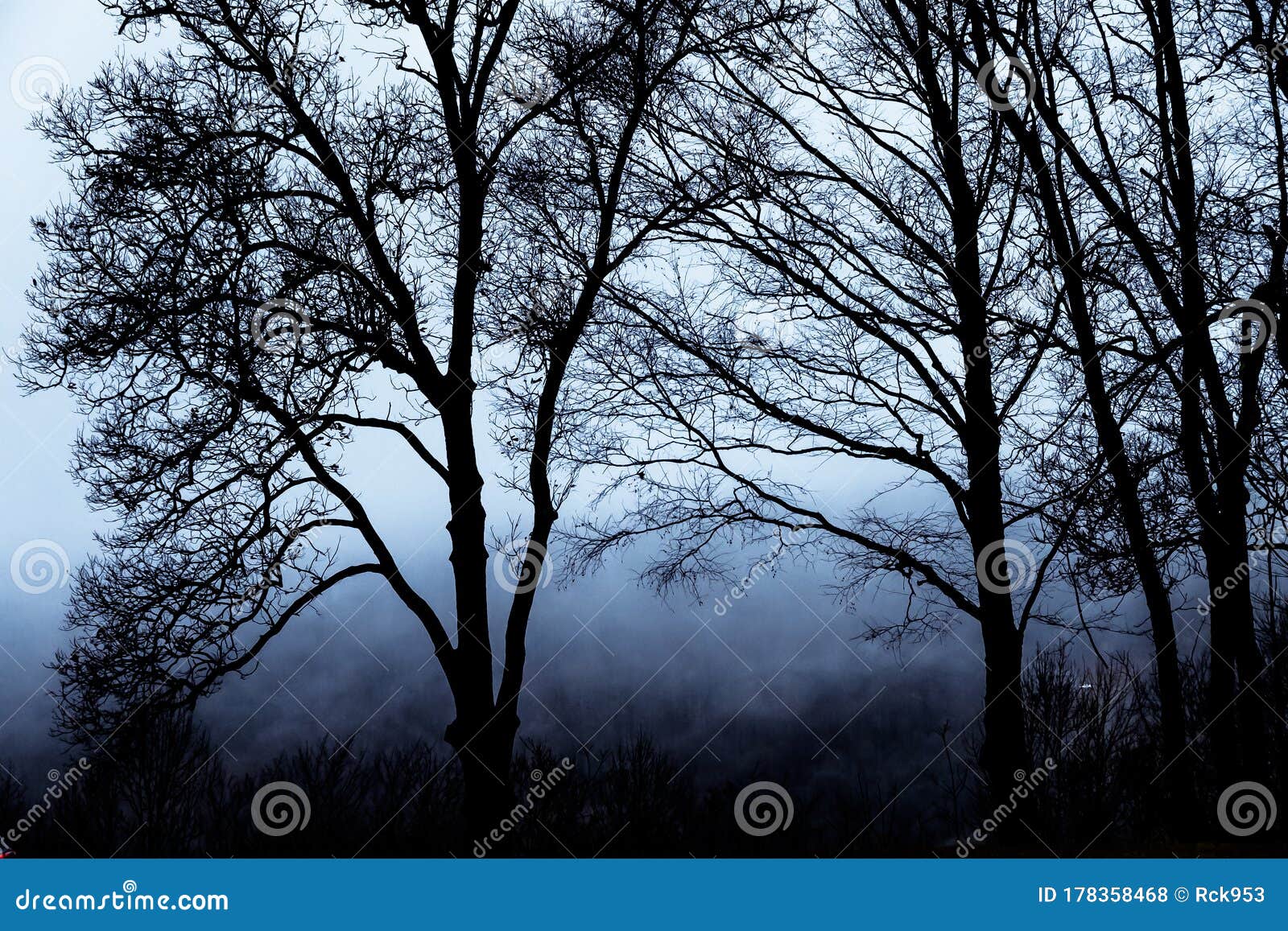Mood Shadows of Silhouetted Trees in the Dark Misty Forest Stock Photo ...