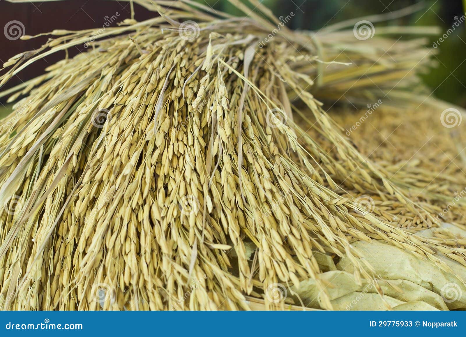 Unmilled rice stock image. Image of organic, close, cooking - 29775933