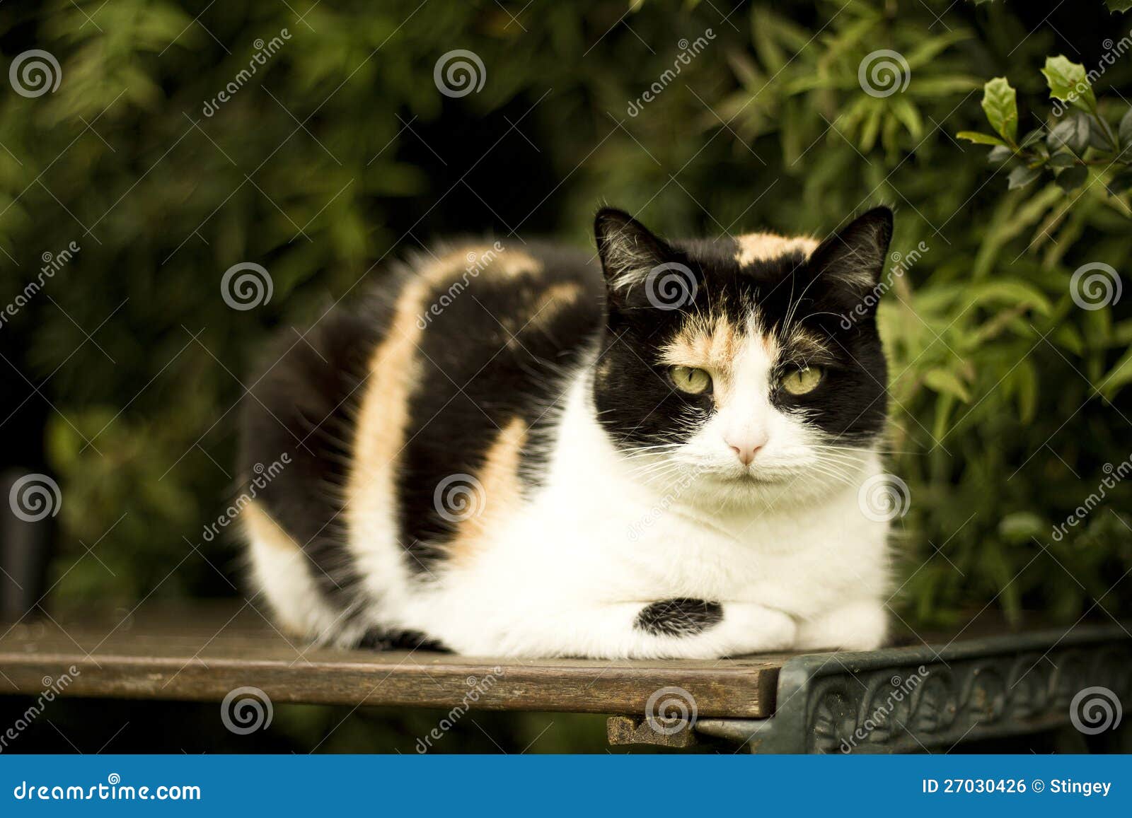 Moody Cat stock photo. Image of white, black, lazy, garden - 27030426