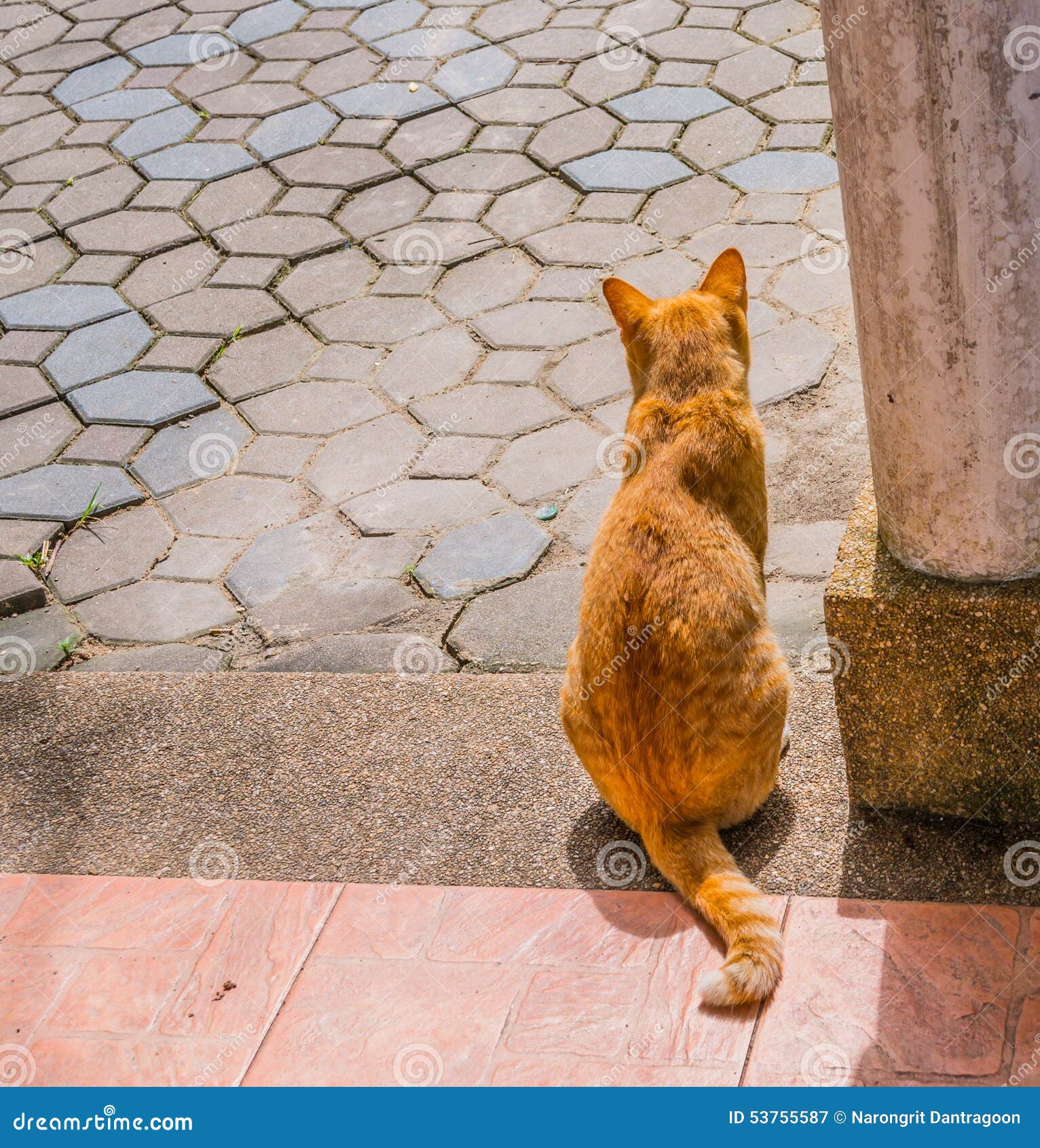 Moody cat stock image. Image of kitty, animal, cats, close - 53755587