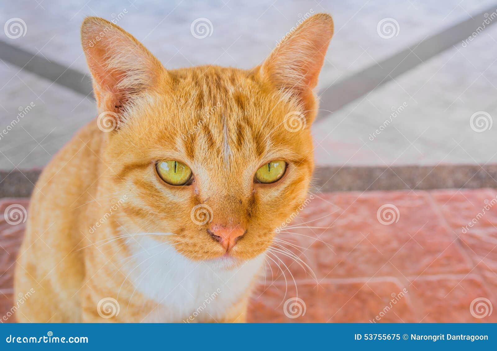 Moody cat stock image. Image of expression, grey, cats - 53755675