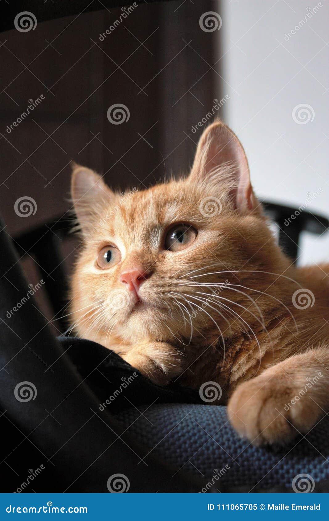 Moody Cat stock image. Image of cute, moody, beautiful - 111065705
