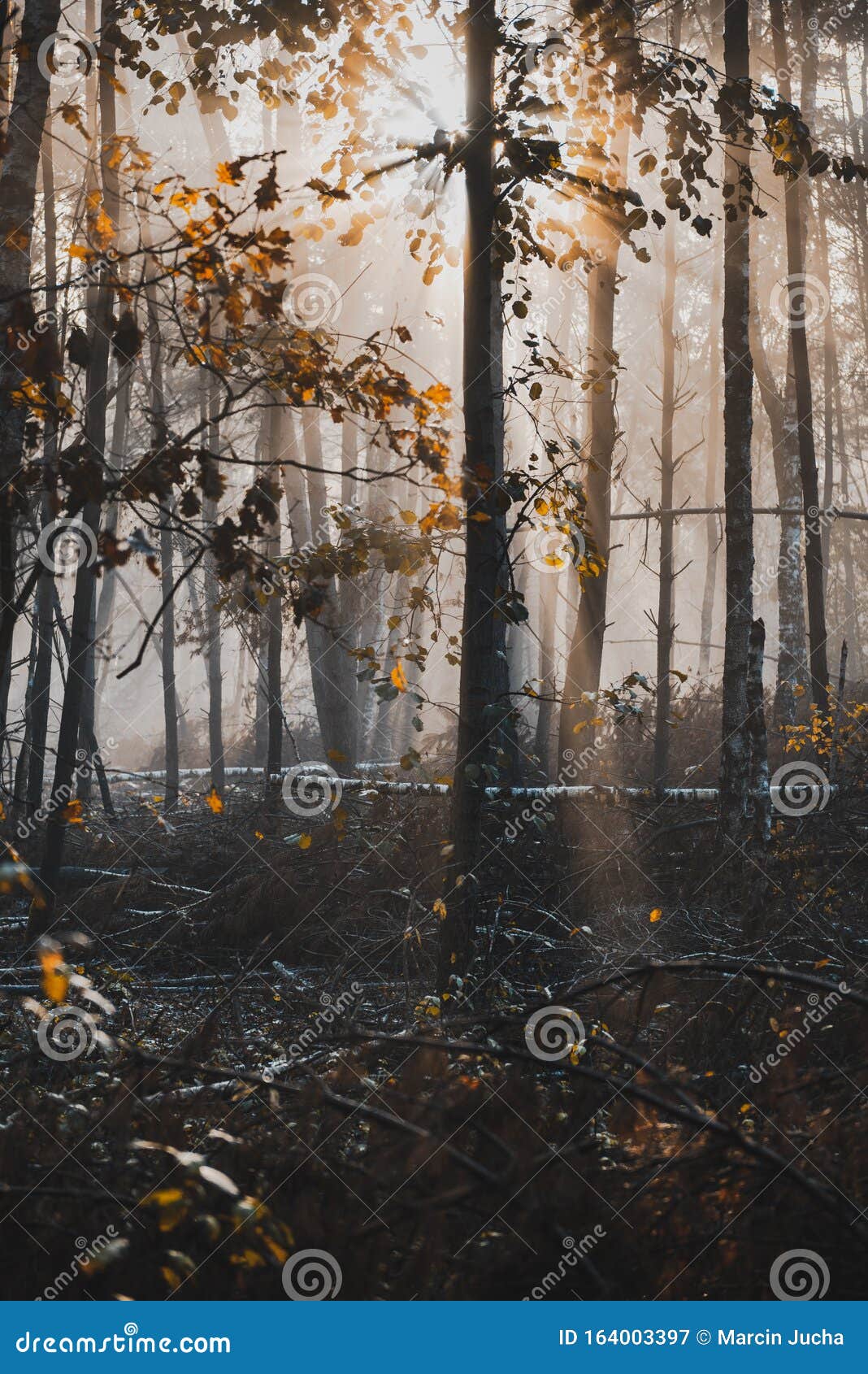 Moody Dark Forest with Sulight Rays and Mist. Desaturated Vintage ...
