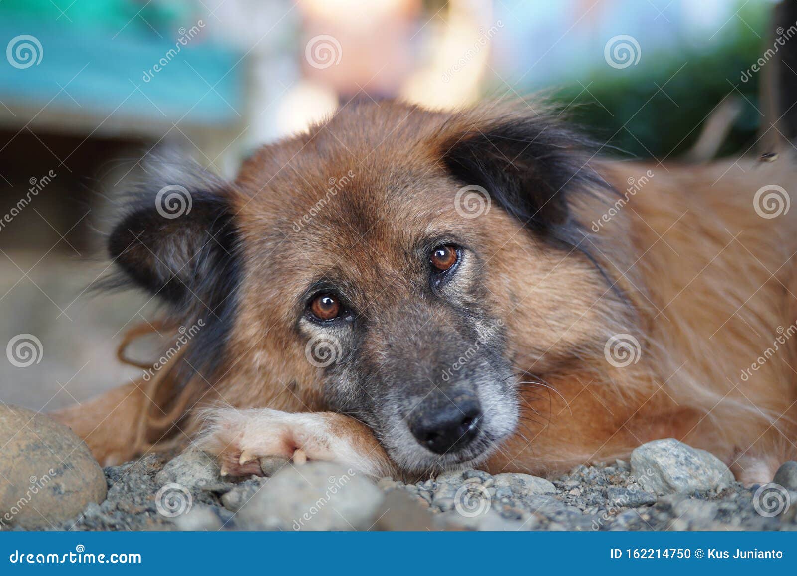 Moody dog stock photo. Image of face, camera, moody - 162214750