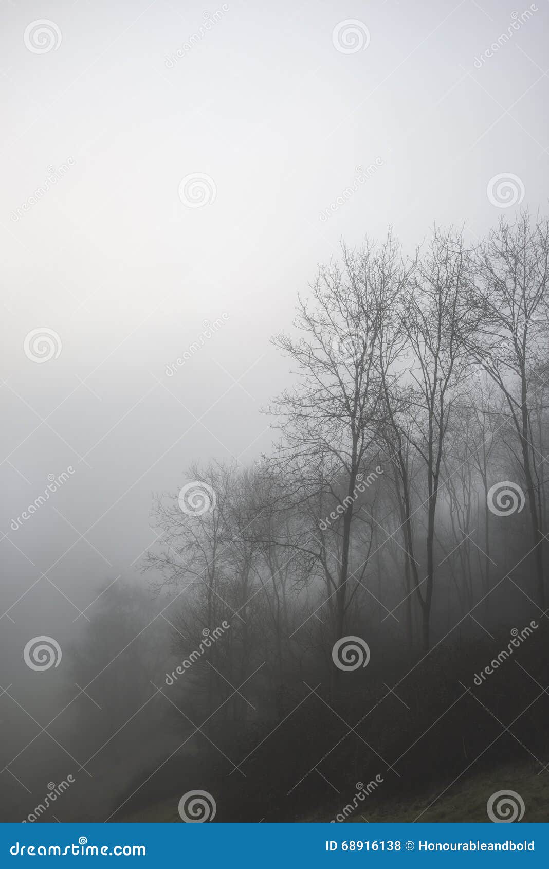 Moody Dramatic Foggy Forest Landscape Spring Autumn Fall Stock Photo ...