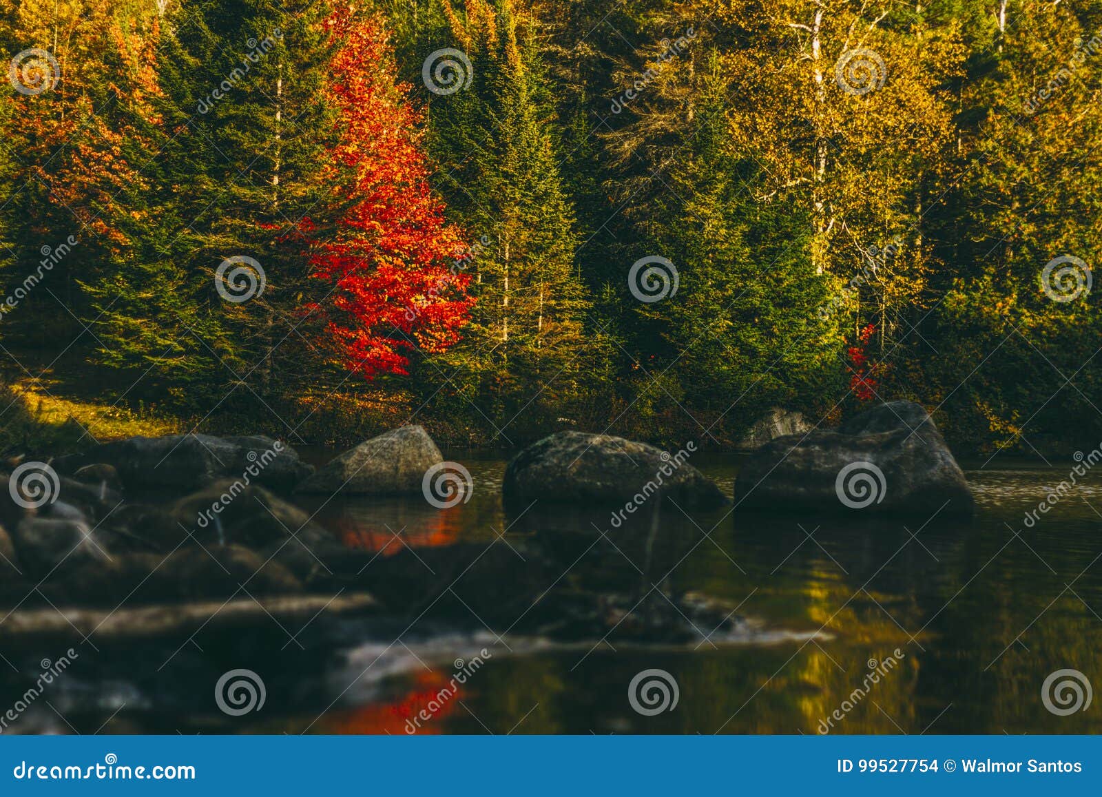 Moody fall stock photo. Image of trees, season, police - 99527754