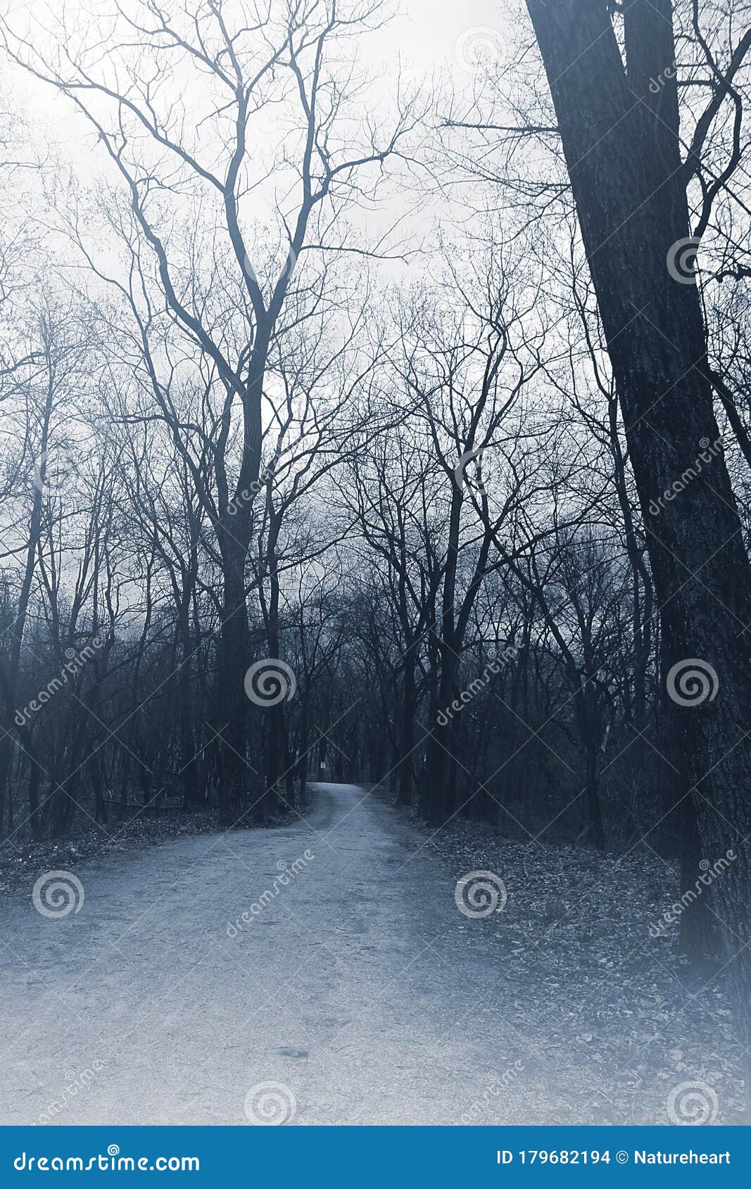 Moody Forested Path in Blue Mist Stock Photo - Image of diversity ...