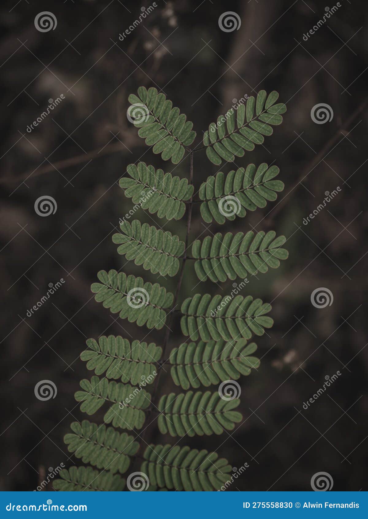 Moody Green Compound Leaf Structure Stock Photo - Image of nature ...