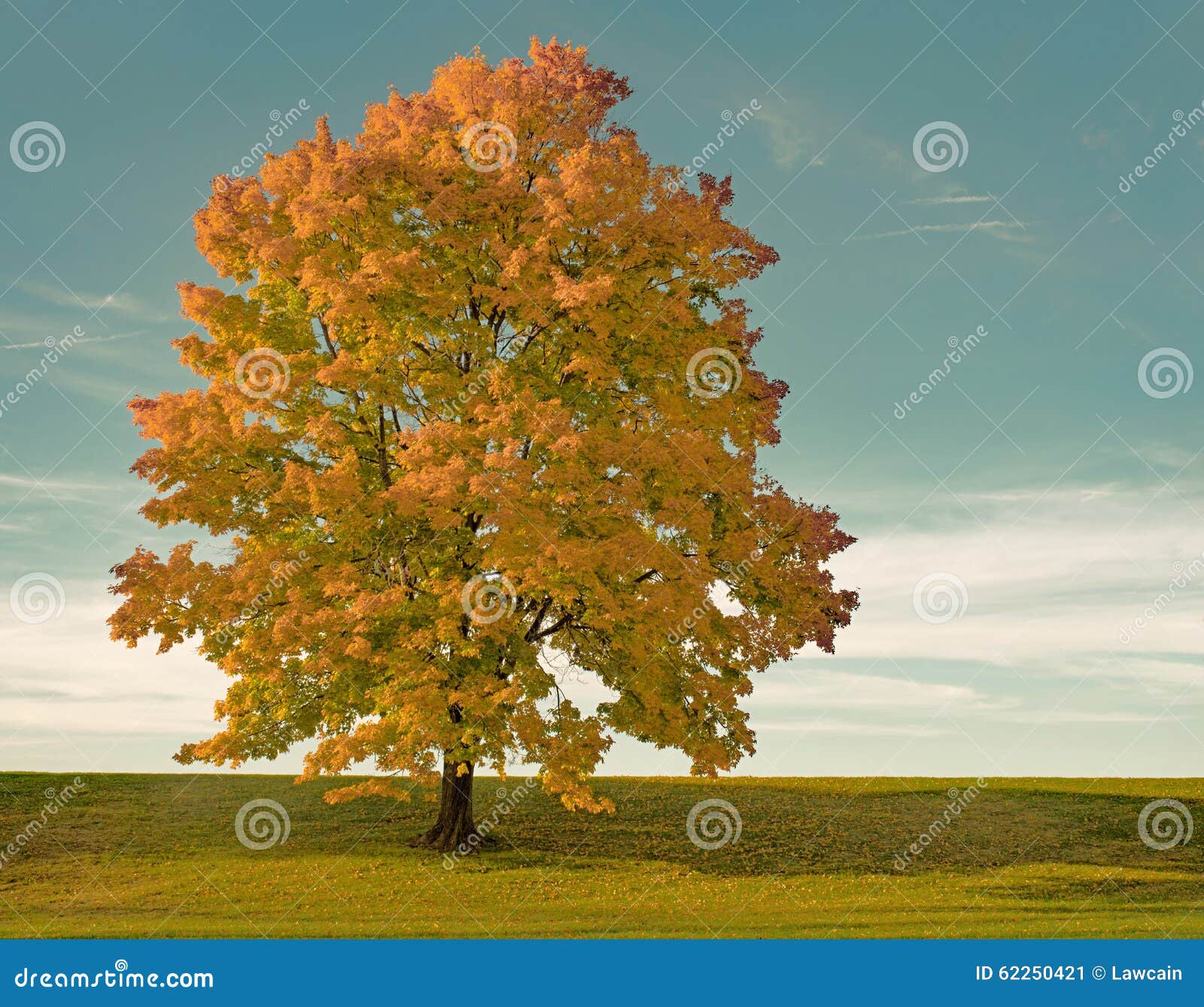 Moody Maple Tree at Sunset stock image. Image of branches - 62250421