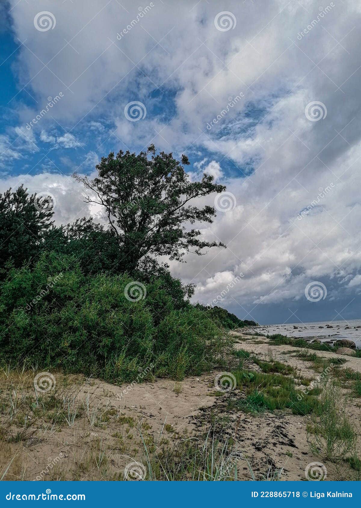 Moody tree on beach stock photo. Image of flower, hill - 228865718