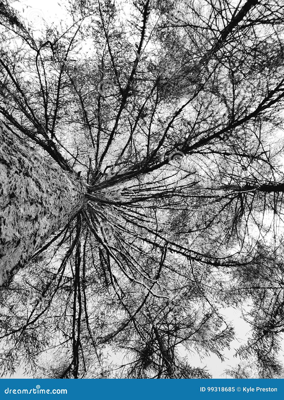 Moody Tree stock image. Image of tree, white, grey, blackandwhite ...