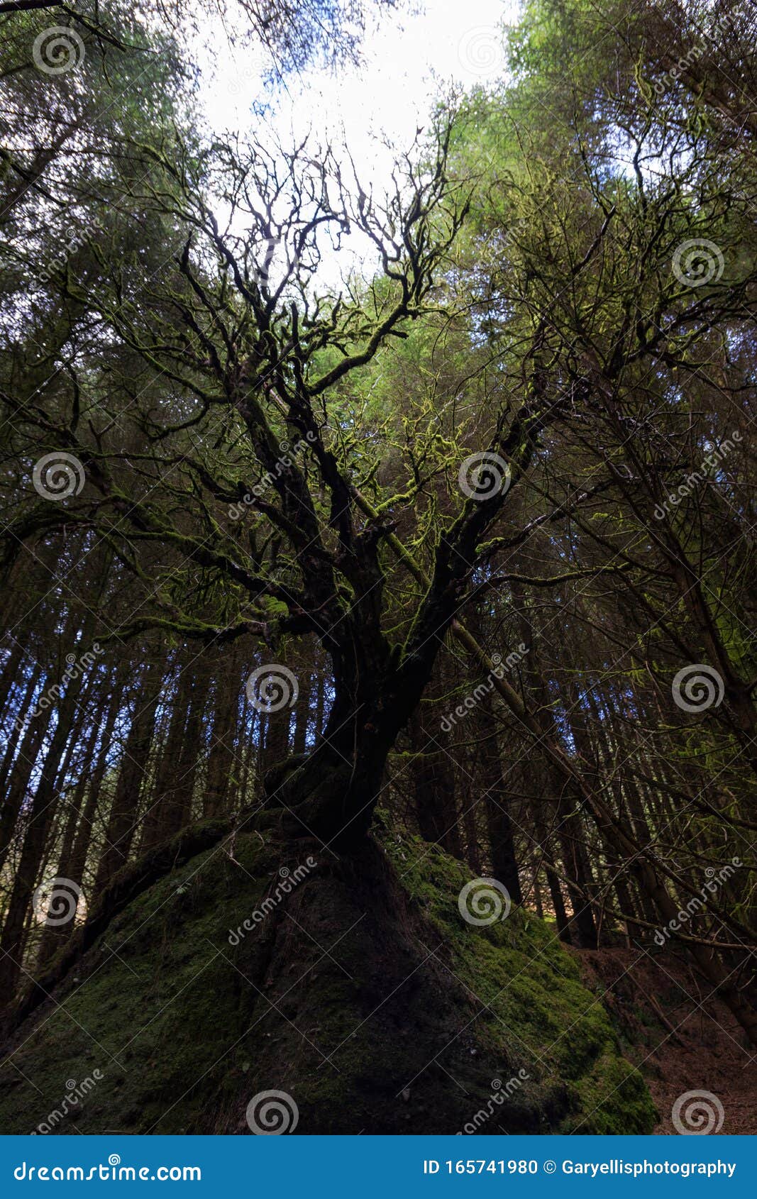 Moody Tree in the Middle of a Forest Stock Photo - Image of trees ...