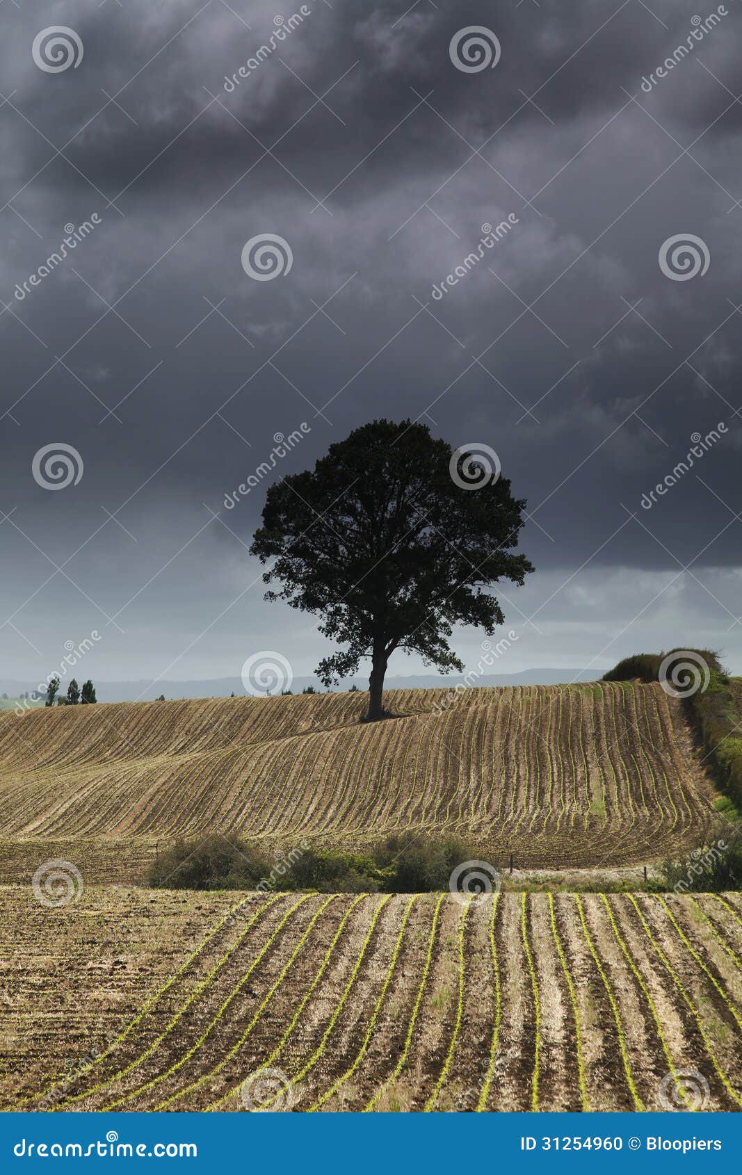 Moody tree stock photo. Image of nature, scenic, farm - 31254960