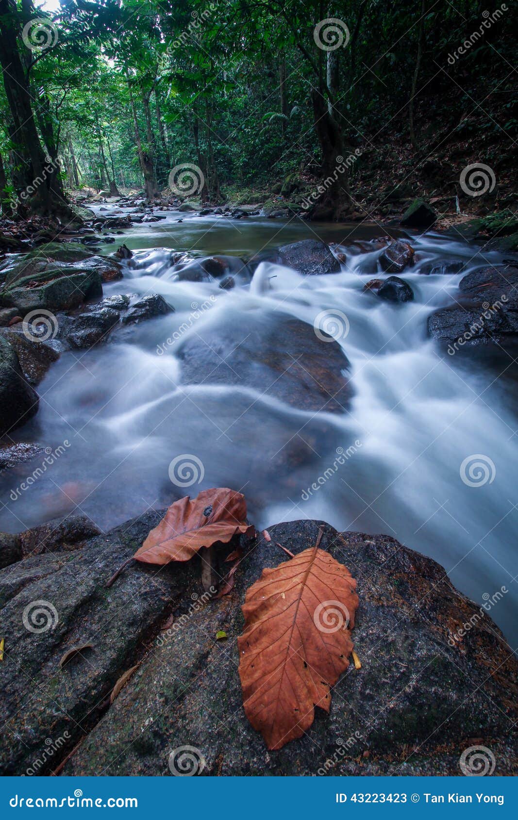 Moody Tropical Rainforest Sream Stock Image - Image of mood, resource ...