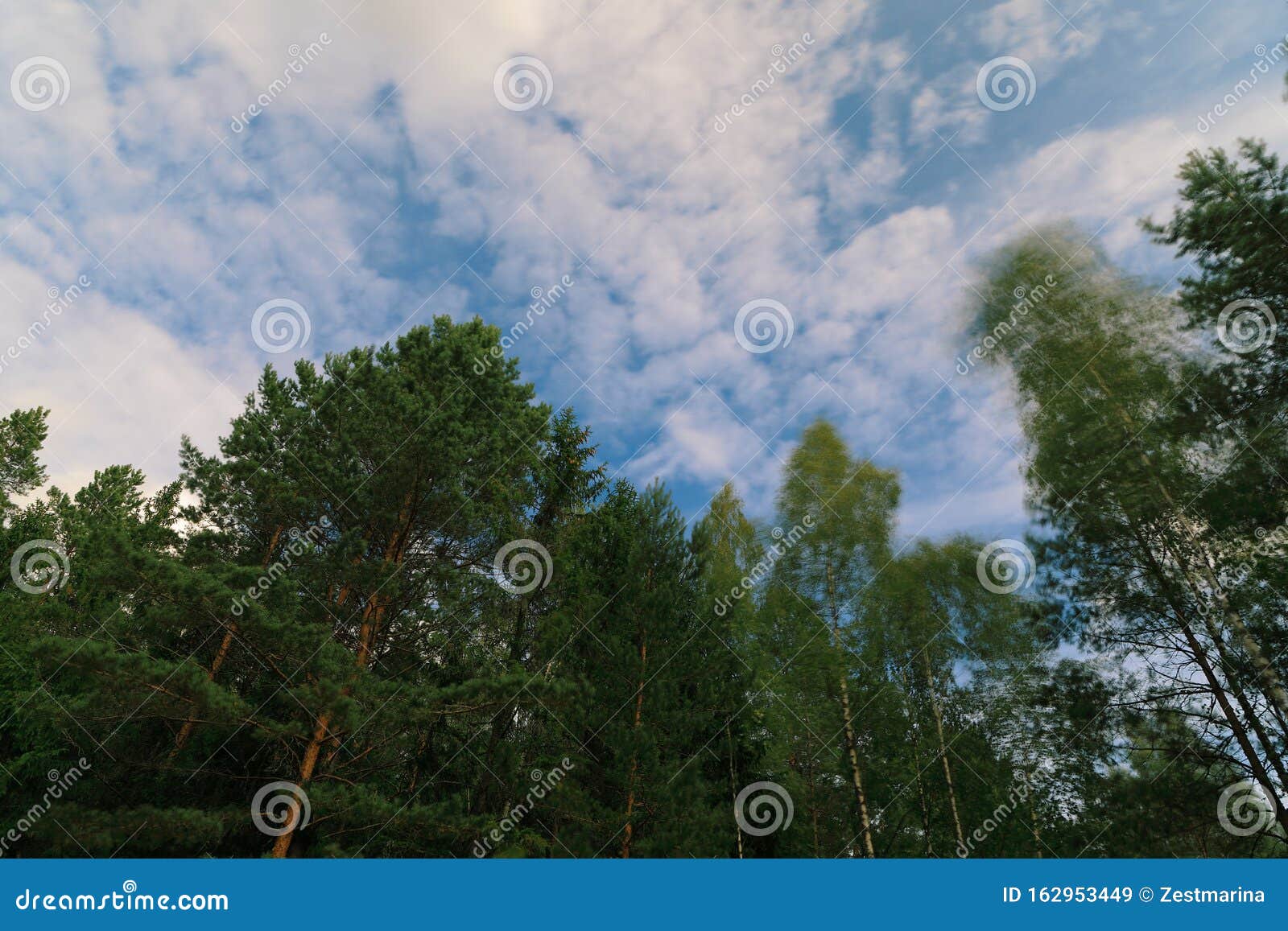 The Moody View of the Trees Under the Wind in Front of the Flying ...
