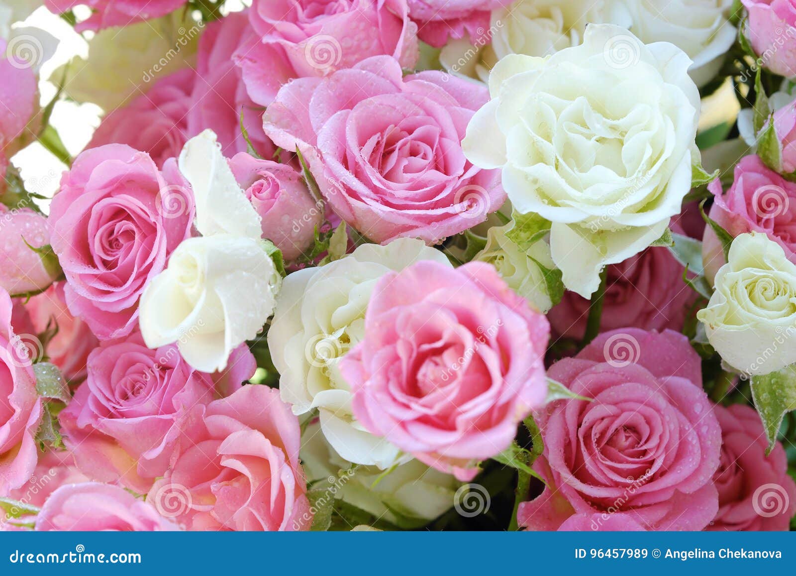 Mooi Boeket Van Witte En Roze Rozen Stock Afbeelding - Image of mening ...