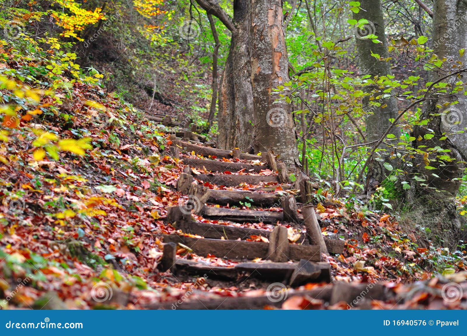 Mooi bos stock foto. Image of aarde, seizoen, geel, najaar - 16940576