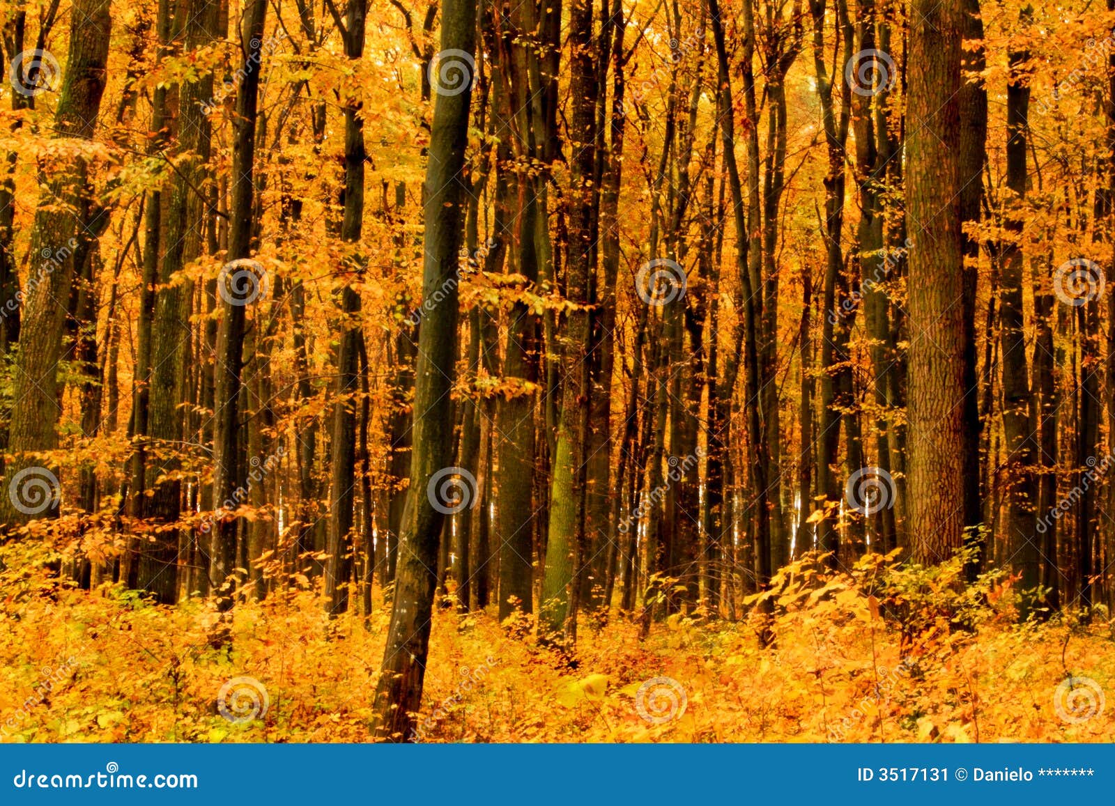 Mooi bos stock afbeelding. Image of flora, takken, tijdschema - 3517131