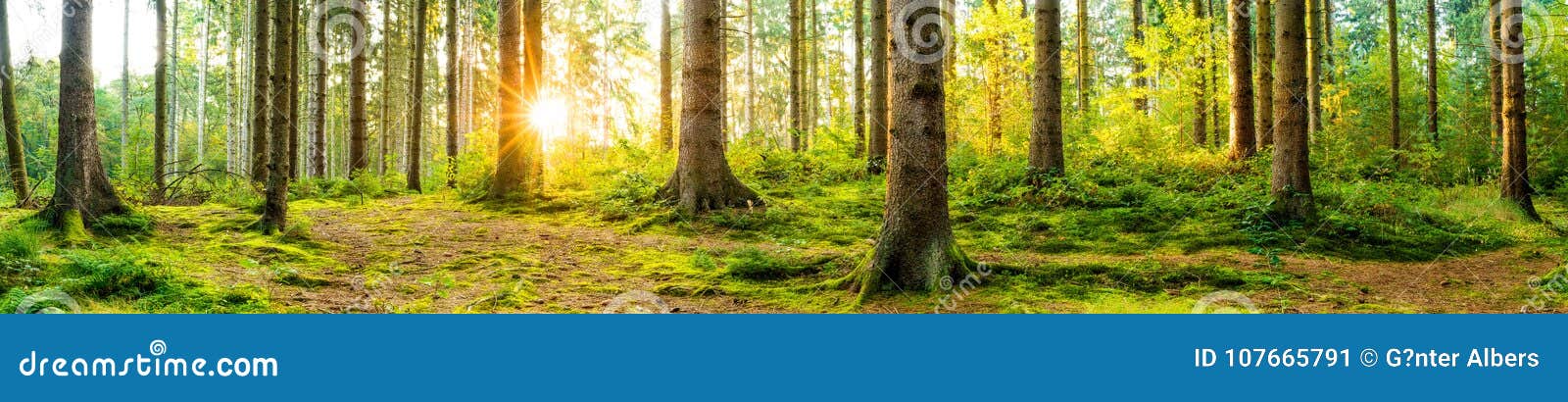 Mooi bos bij zonsopgang stock afbeelding. Image of stralen - 107665791