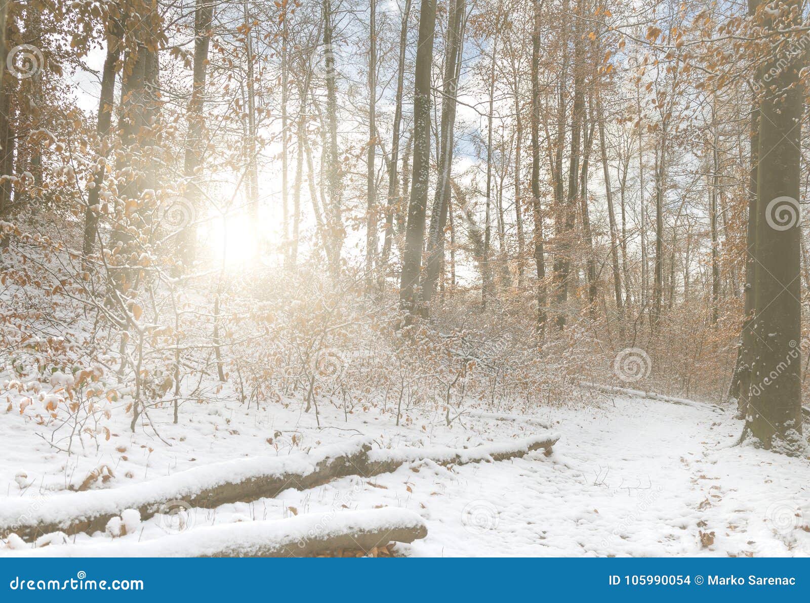 Mooi Bos in De Winter Met De Zonstralen Stock Foto - Image of ...