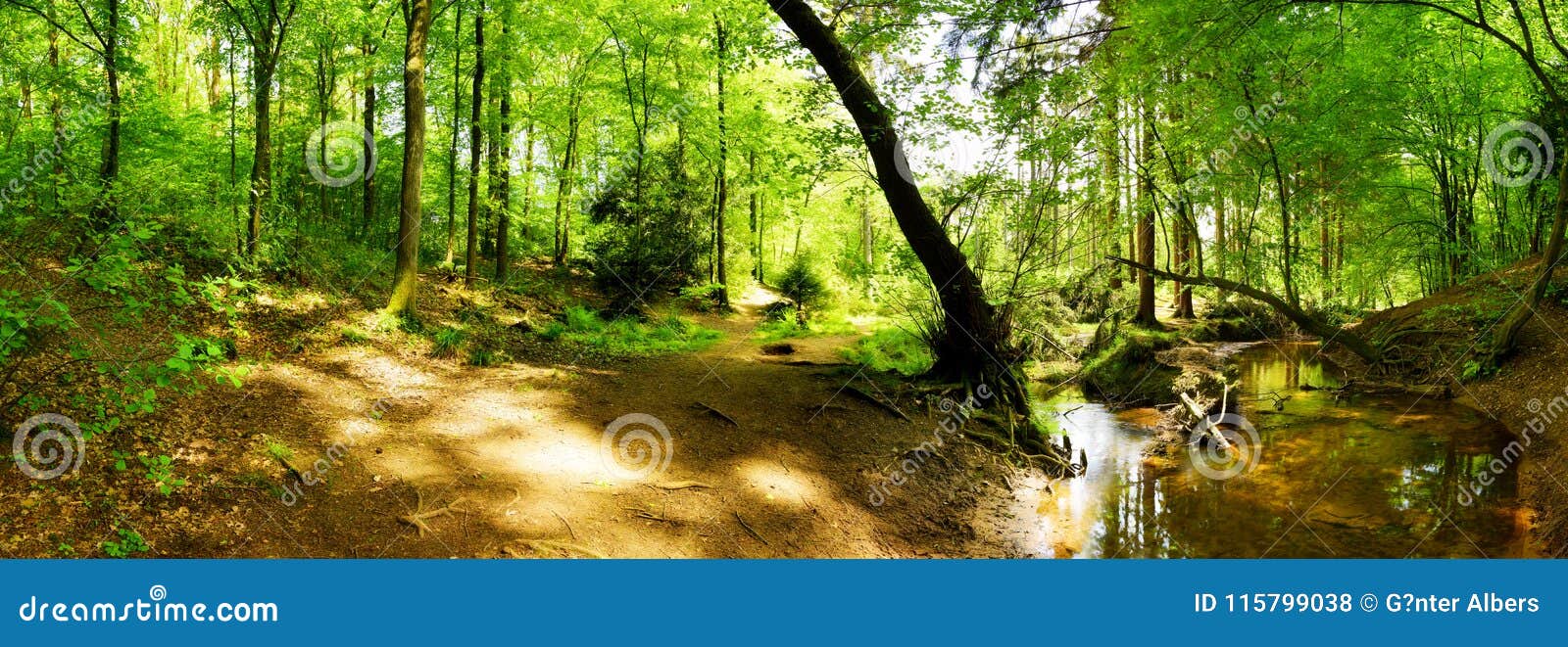 Mooi Bos Met Beek in Heldere Zonneschijn Stock Foto - Image of beek ...