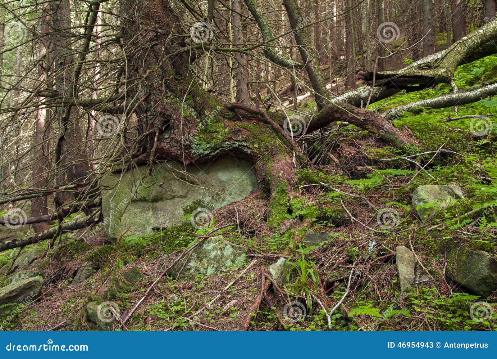 Mooi Bos Met Grote Bemoste Stenen Stock Afbeelding - Image of struik ...