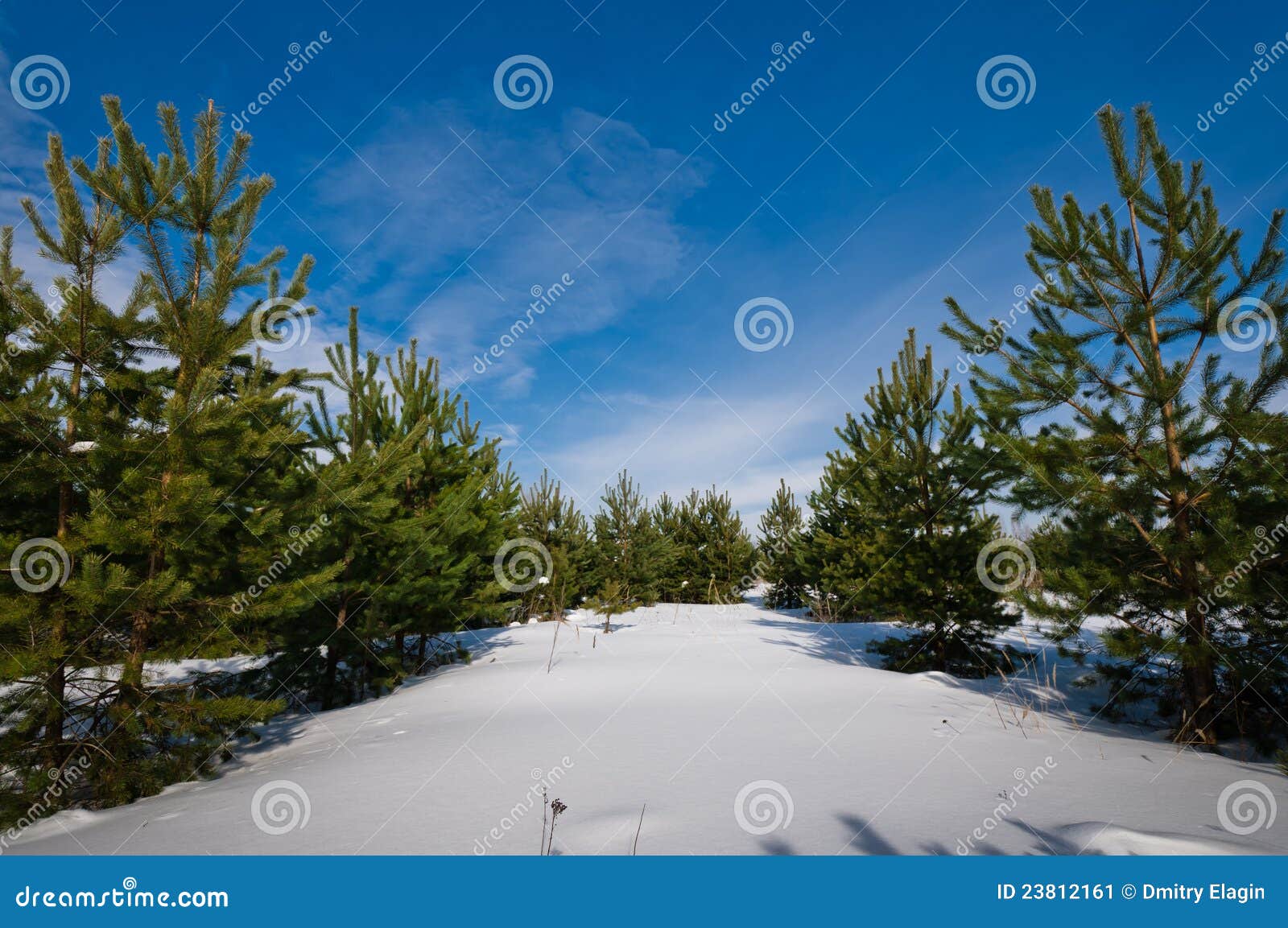 Mooi bos van sparren stock afbeelding. Image of naaldboom - 23812161